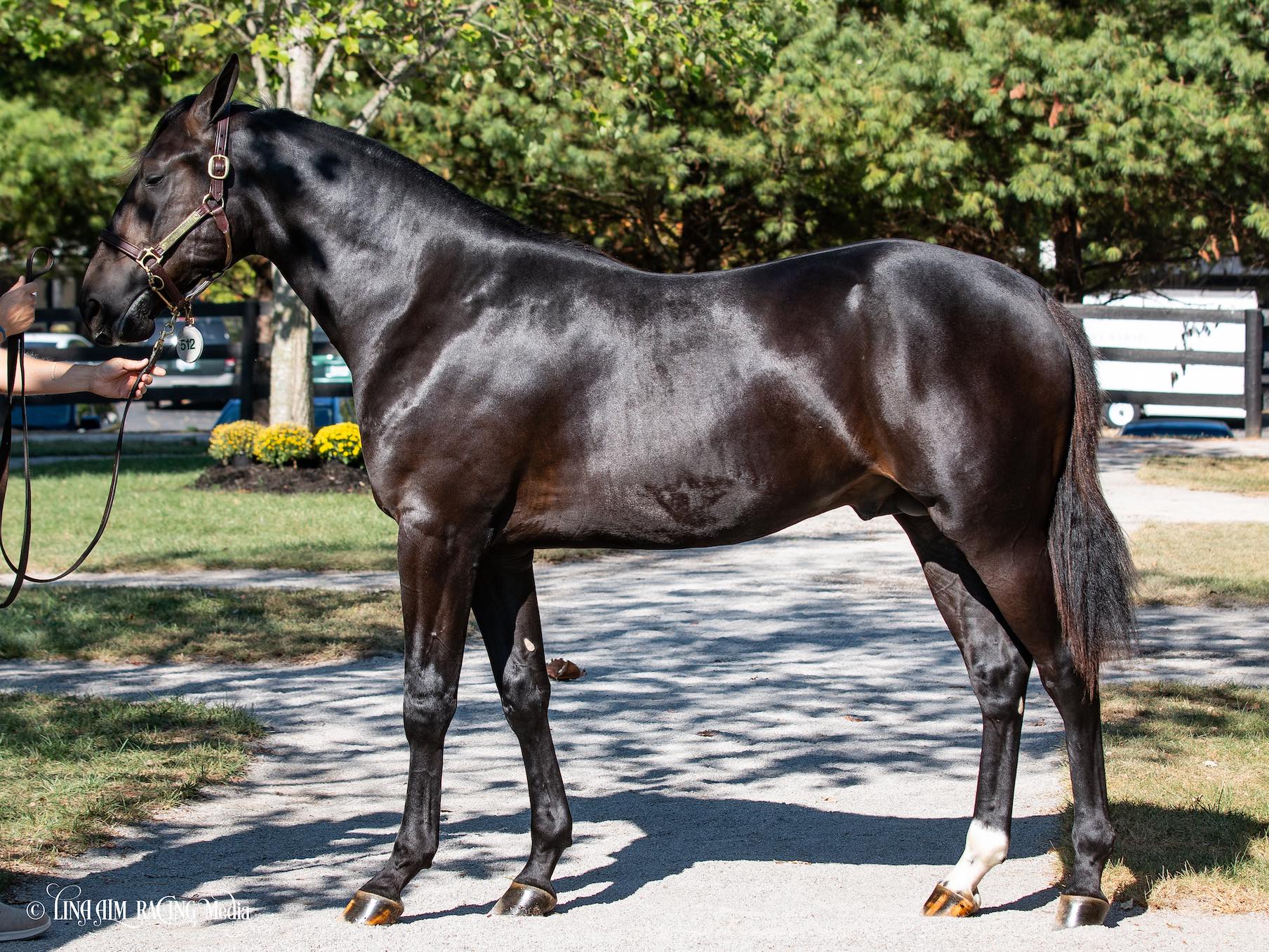 Captain Corey | SRF Stable