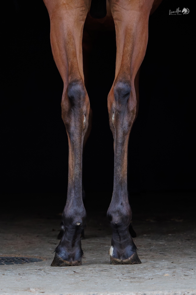 Dragon Punch | SRF Stable