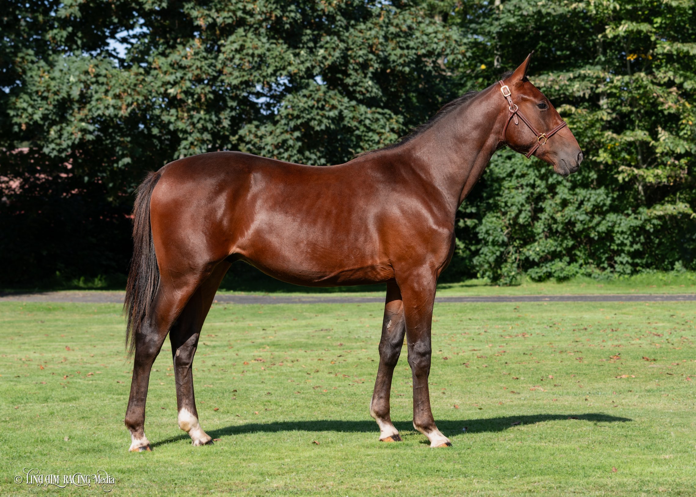 Eol | SRF Stable