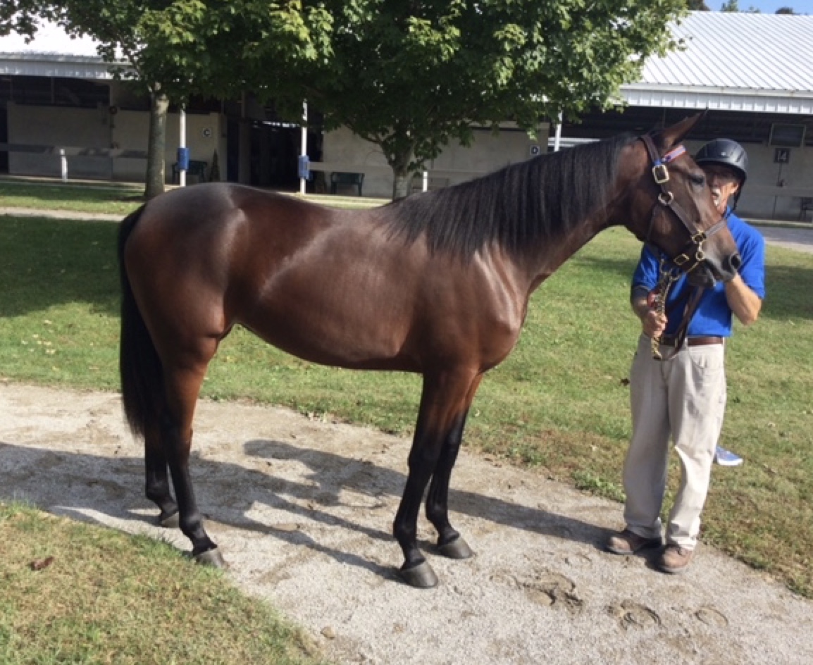 Heaven Hanover | SRF Stable