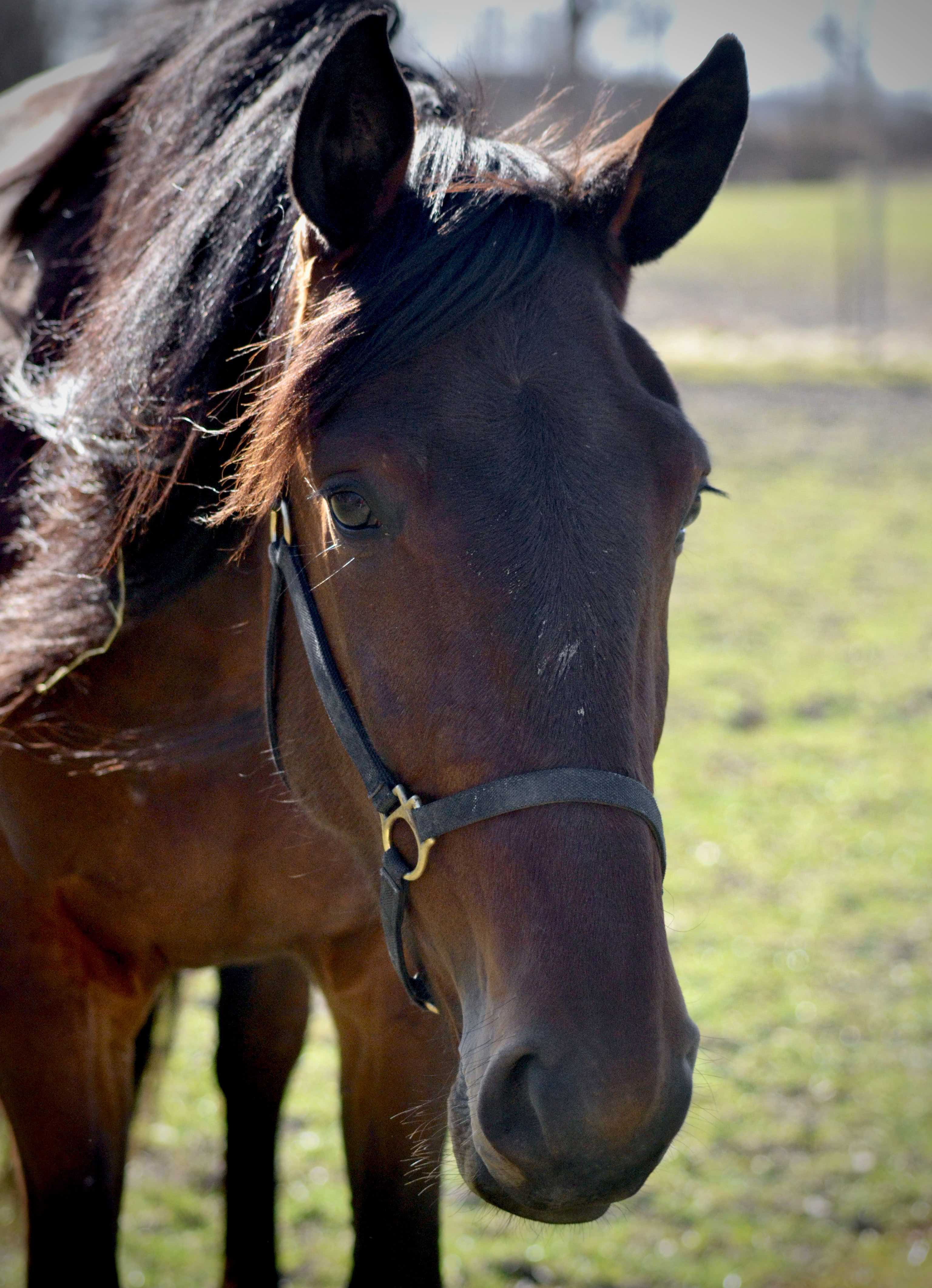 Sverige | SRF Stable