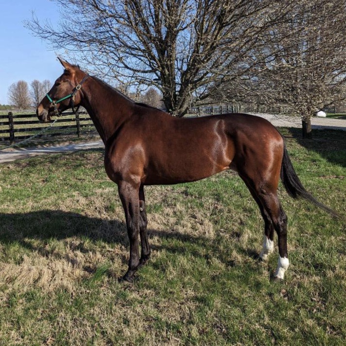 Maiden Voyage (US) | SRF Stable