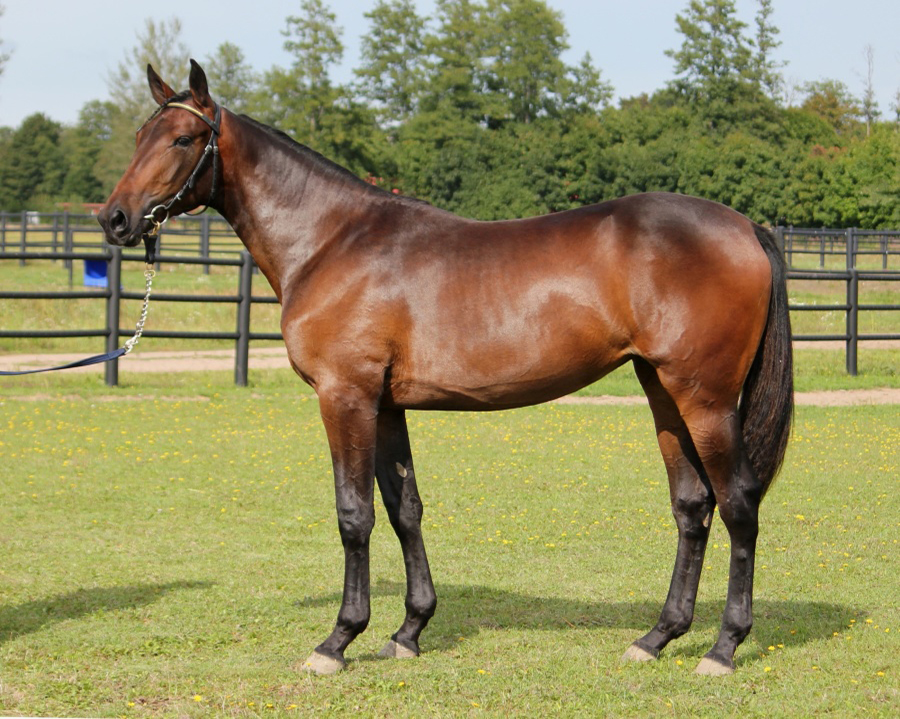 Modern Times | SRF Stable