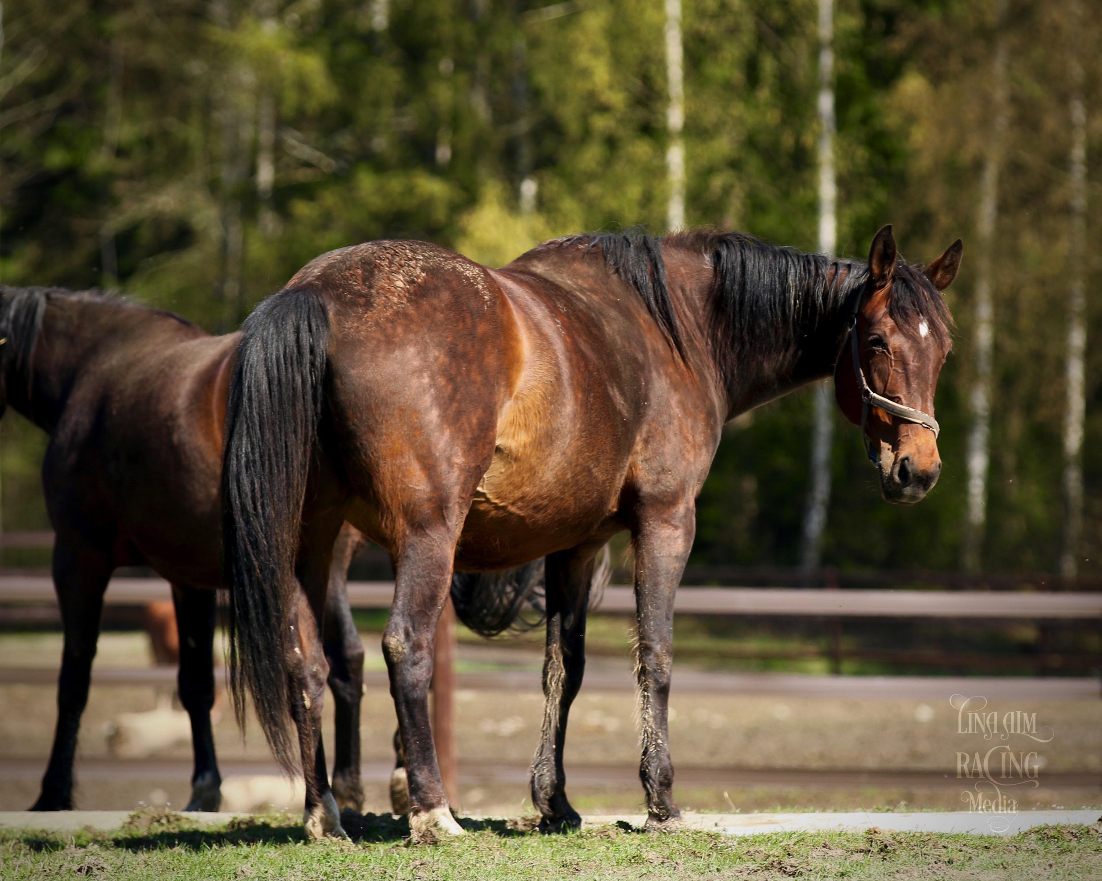 Moonlight Kronos (IT) | SRF Stable