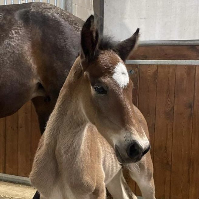 Perfect Batch | SRF Stable