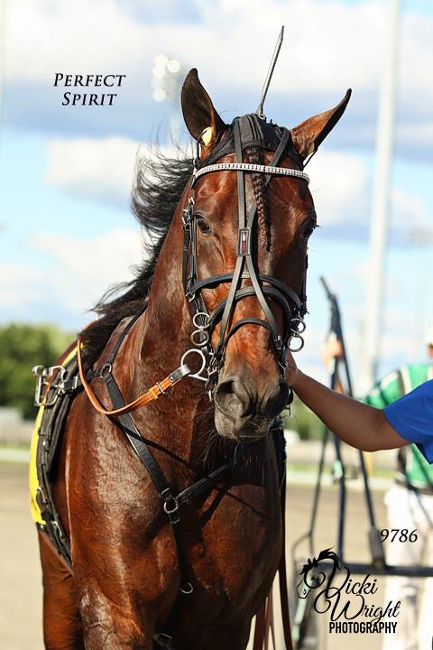 Perfect Spirit (US) | SRF Stable