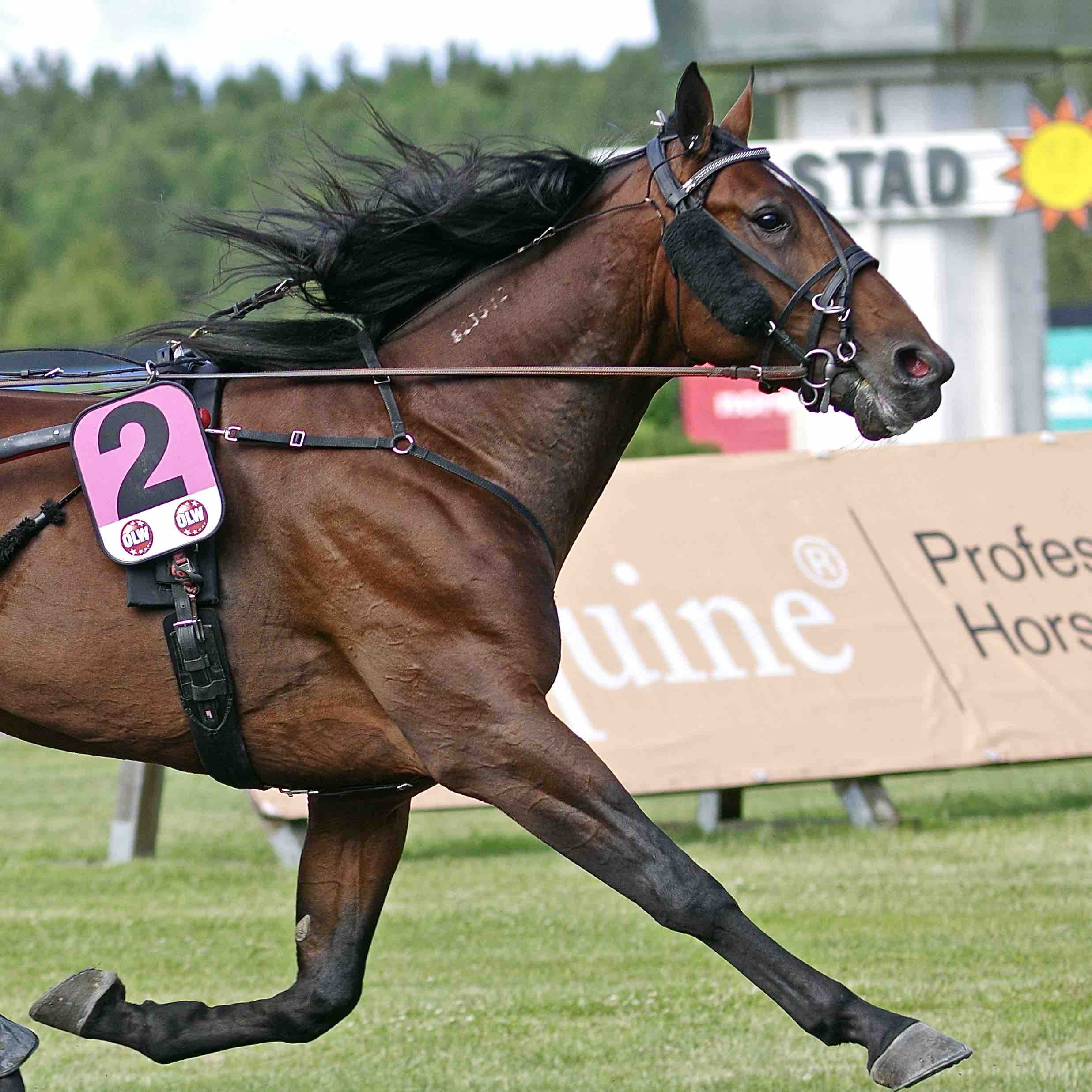 Sverige | SRF Stable