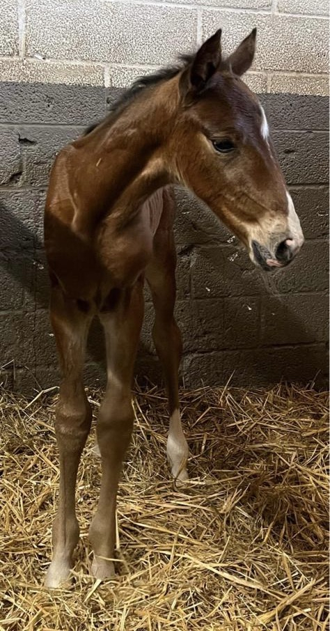 Fame Street | SRF Stable