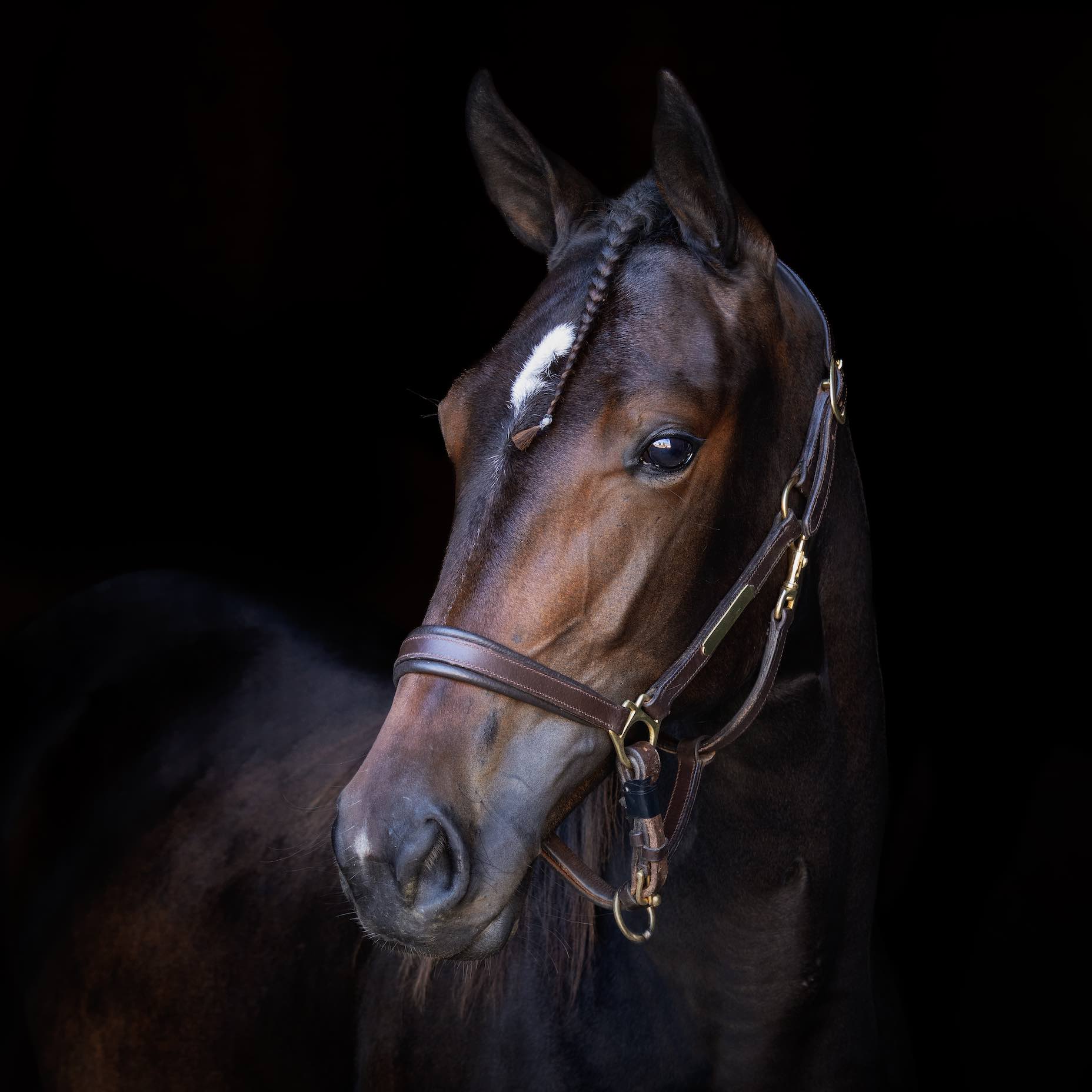 White Spirit | SRF Stable